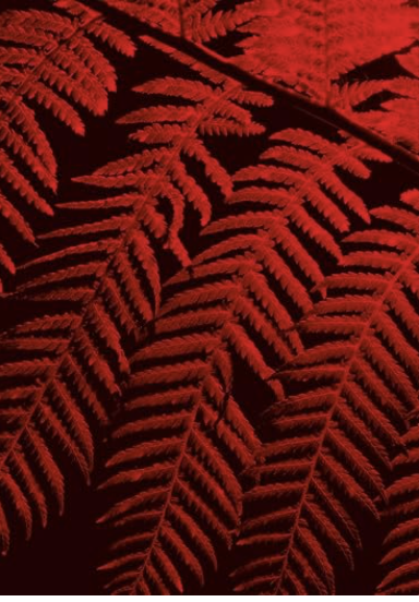 edcat – Controlled Burn